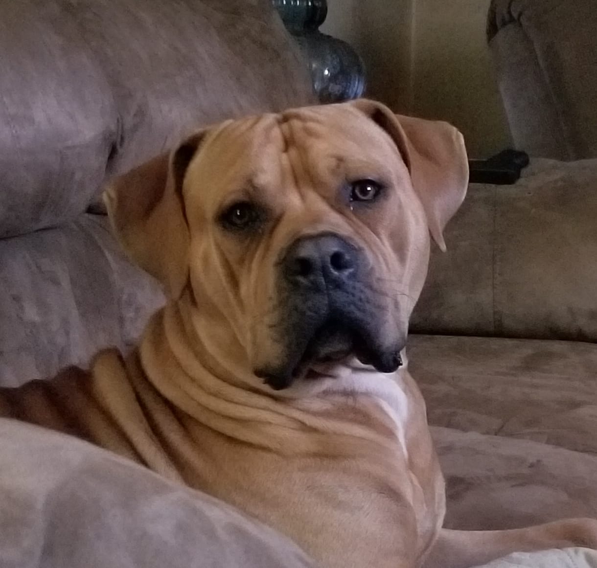 Capone - Orvis Cover Dog