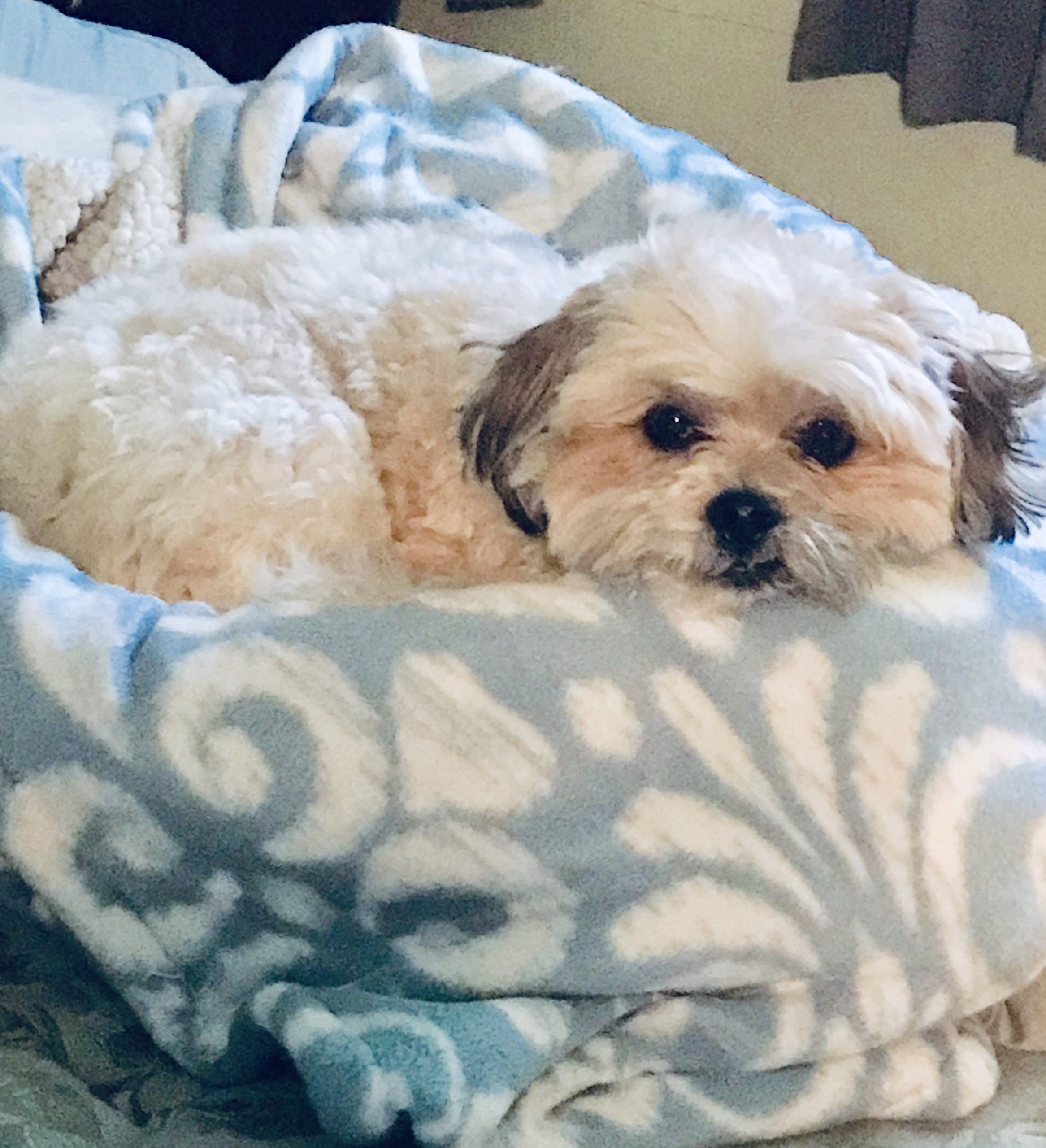 odie - Orvis Cover Dog