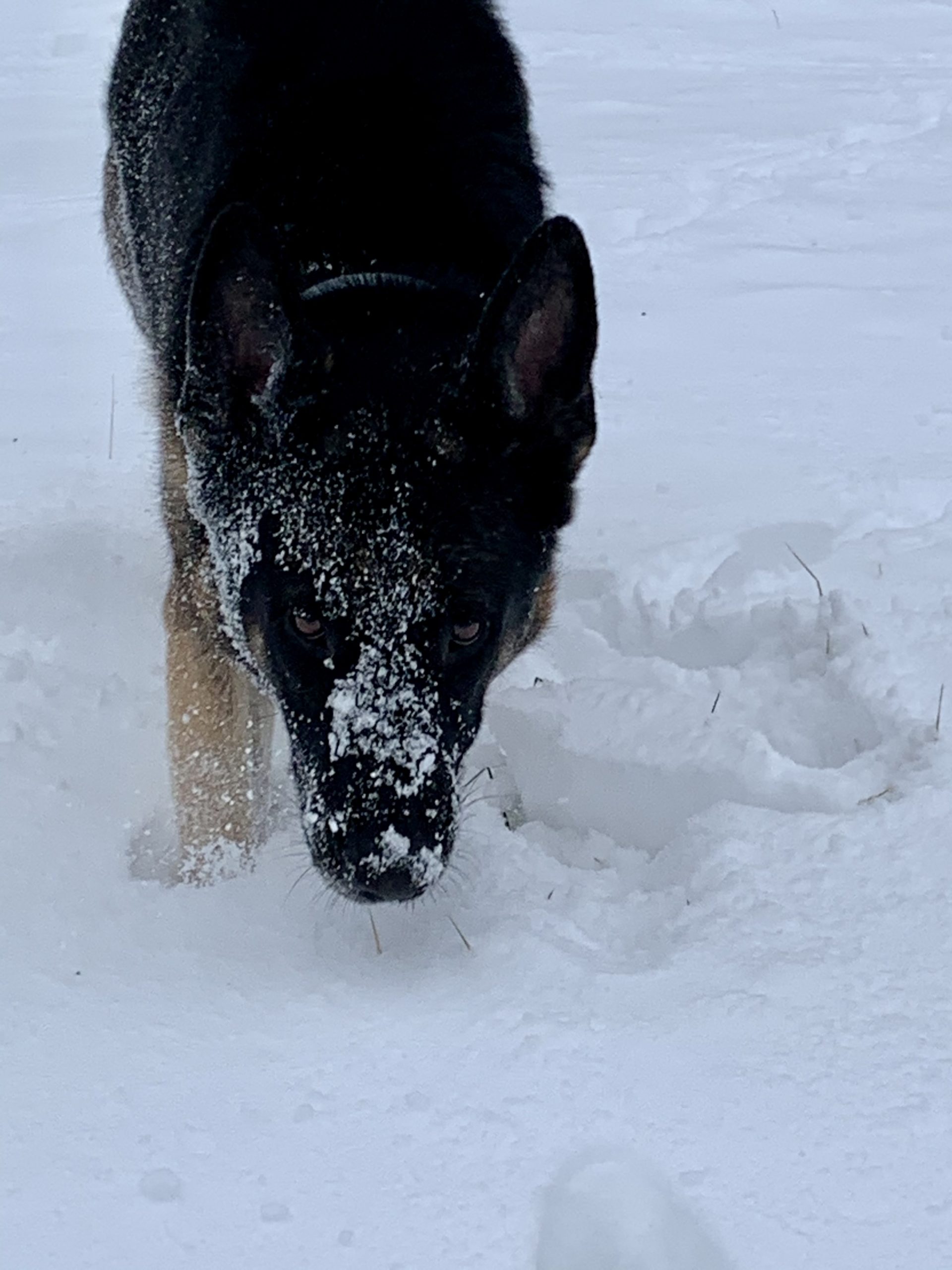 Atlas - Orvis Cover Dog