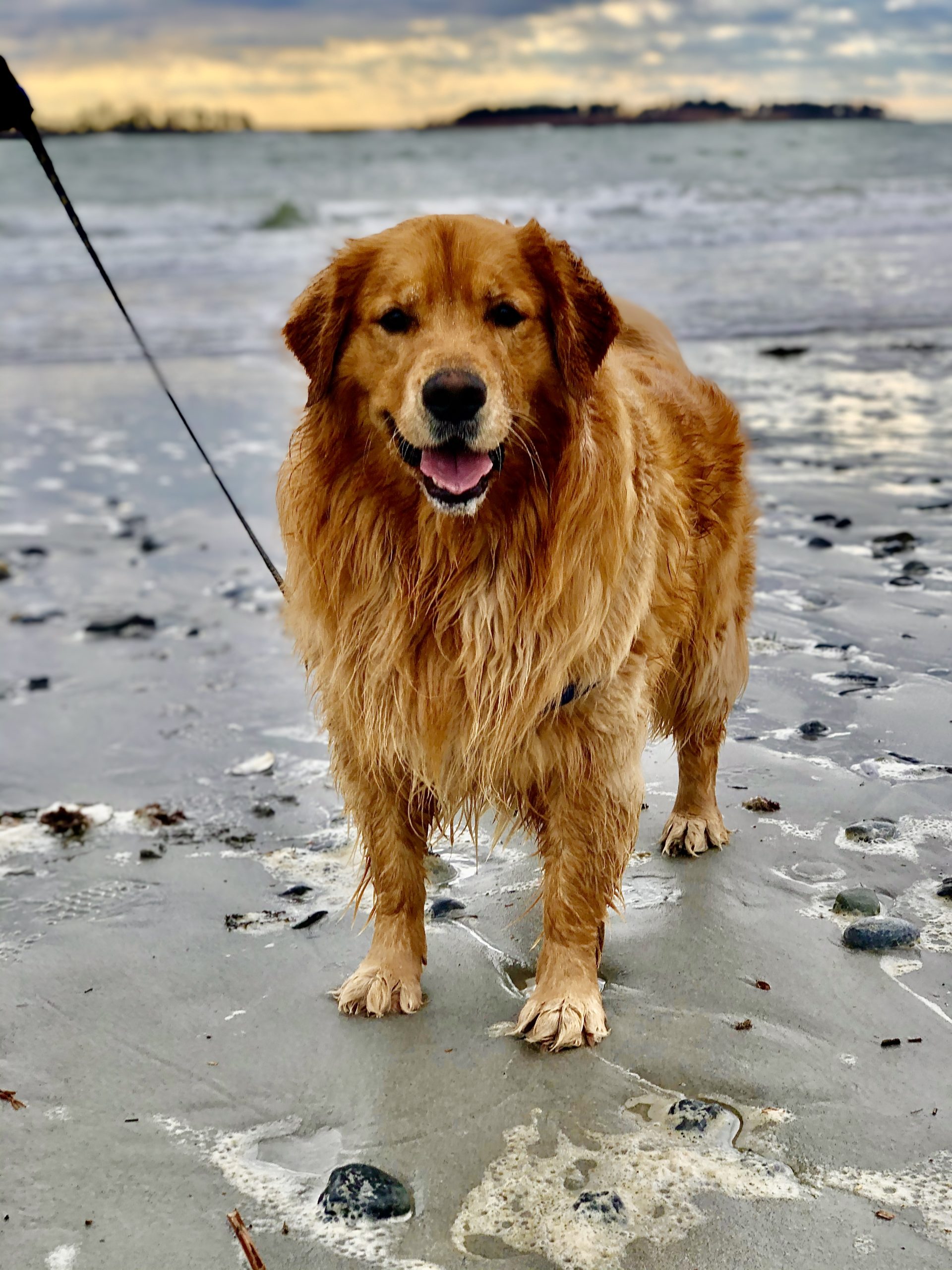 Howie - Orvis Cover Dog