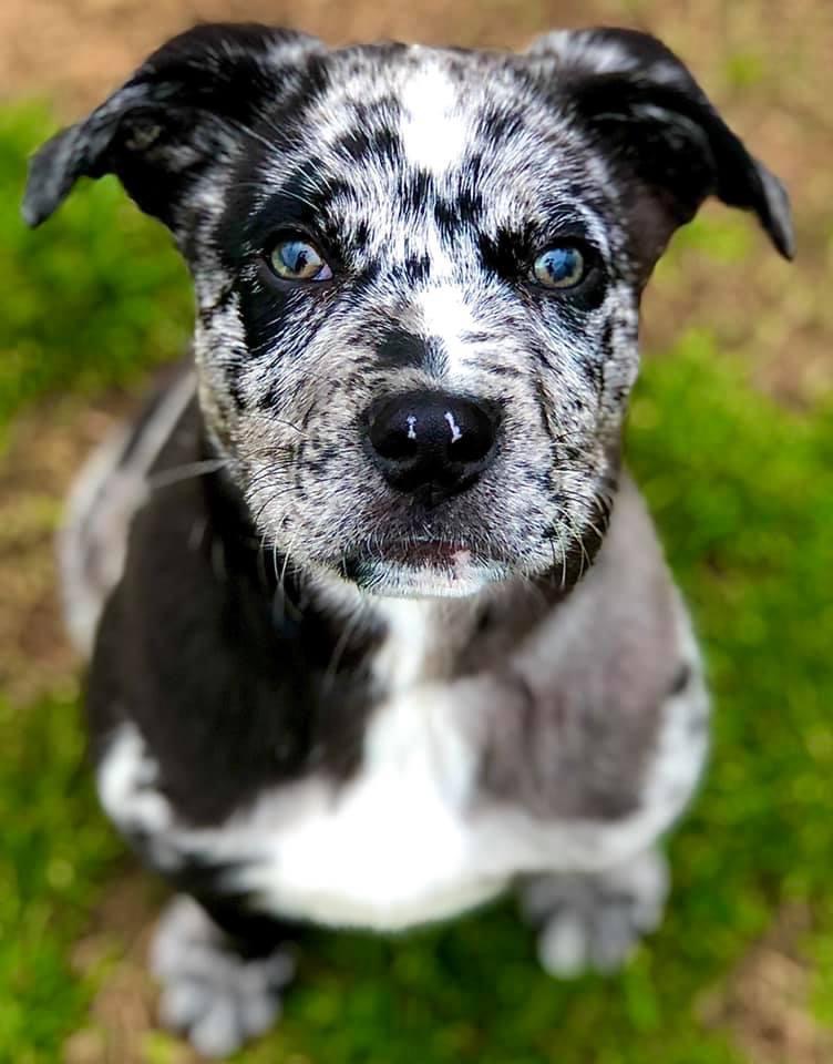 Camo - Orvis Cover Dog