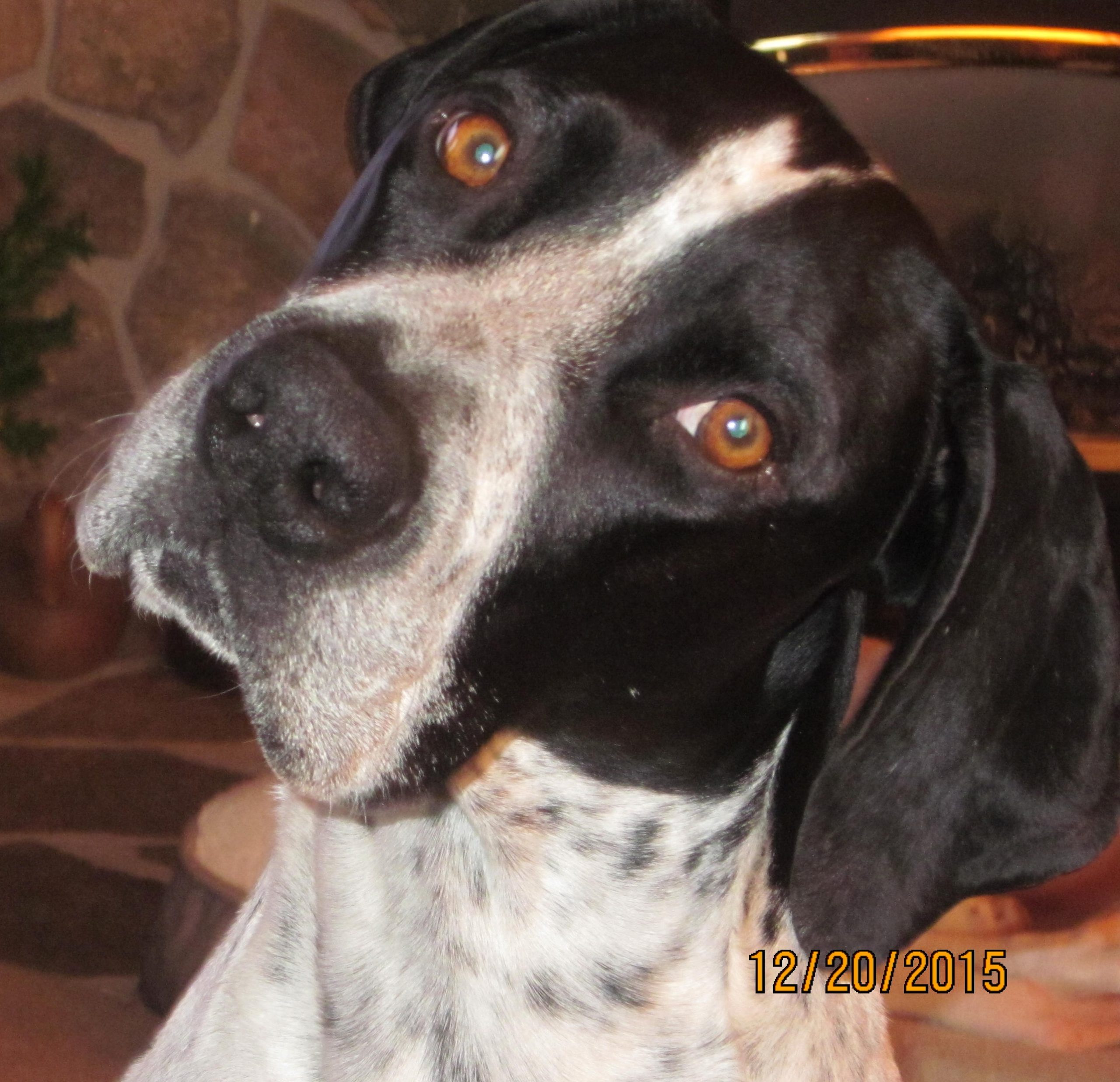 Ned - Orvis Cover Dog