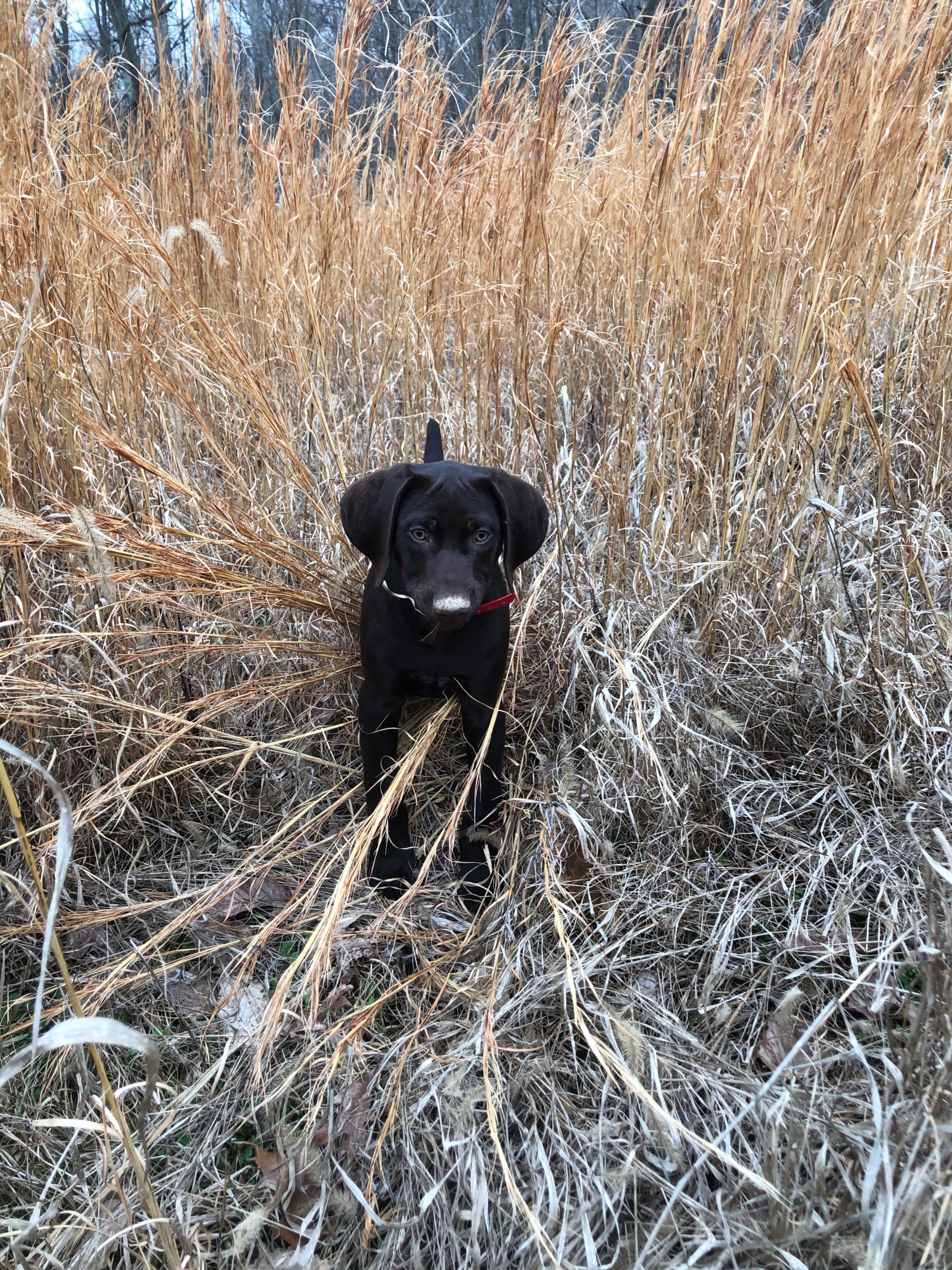 Dasher - Orvis Cover Dog
