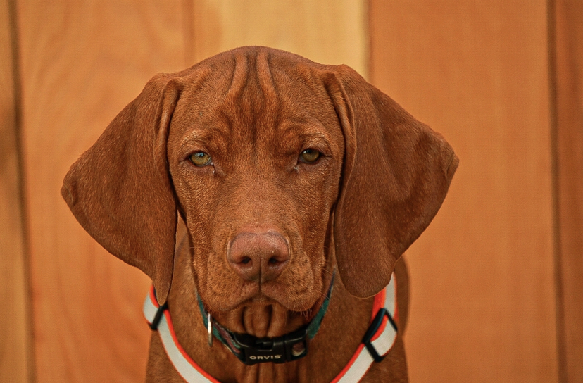 Rusty - Orvis Cover Dog