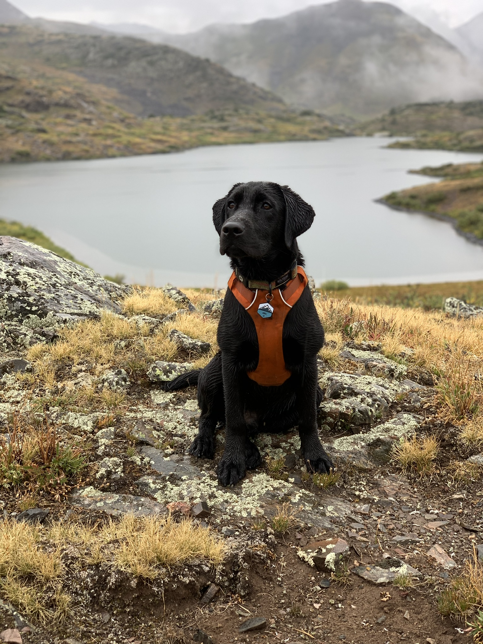 Abel Orvis Cover Dog Abel Orvis Cover Dog