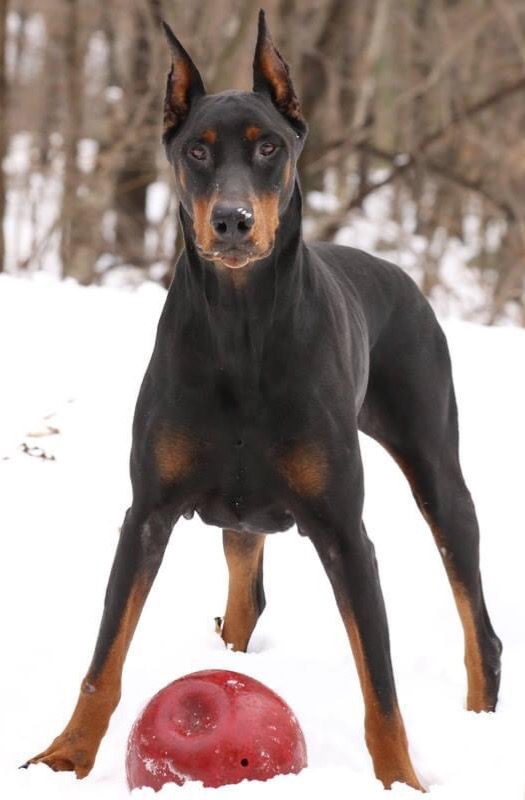 Kier - Orvis Cover Dog