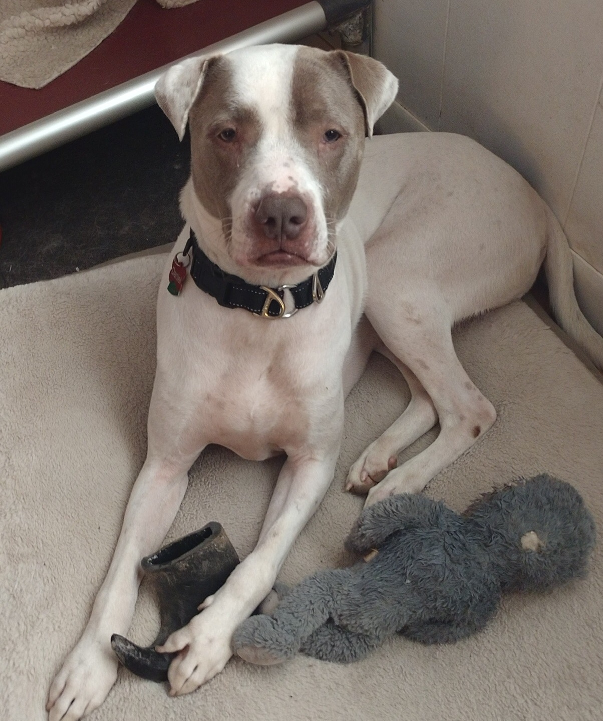 Daniel Dawg - Orvis Cover Dog