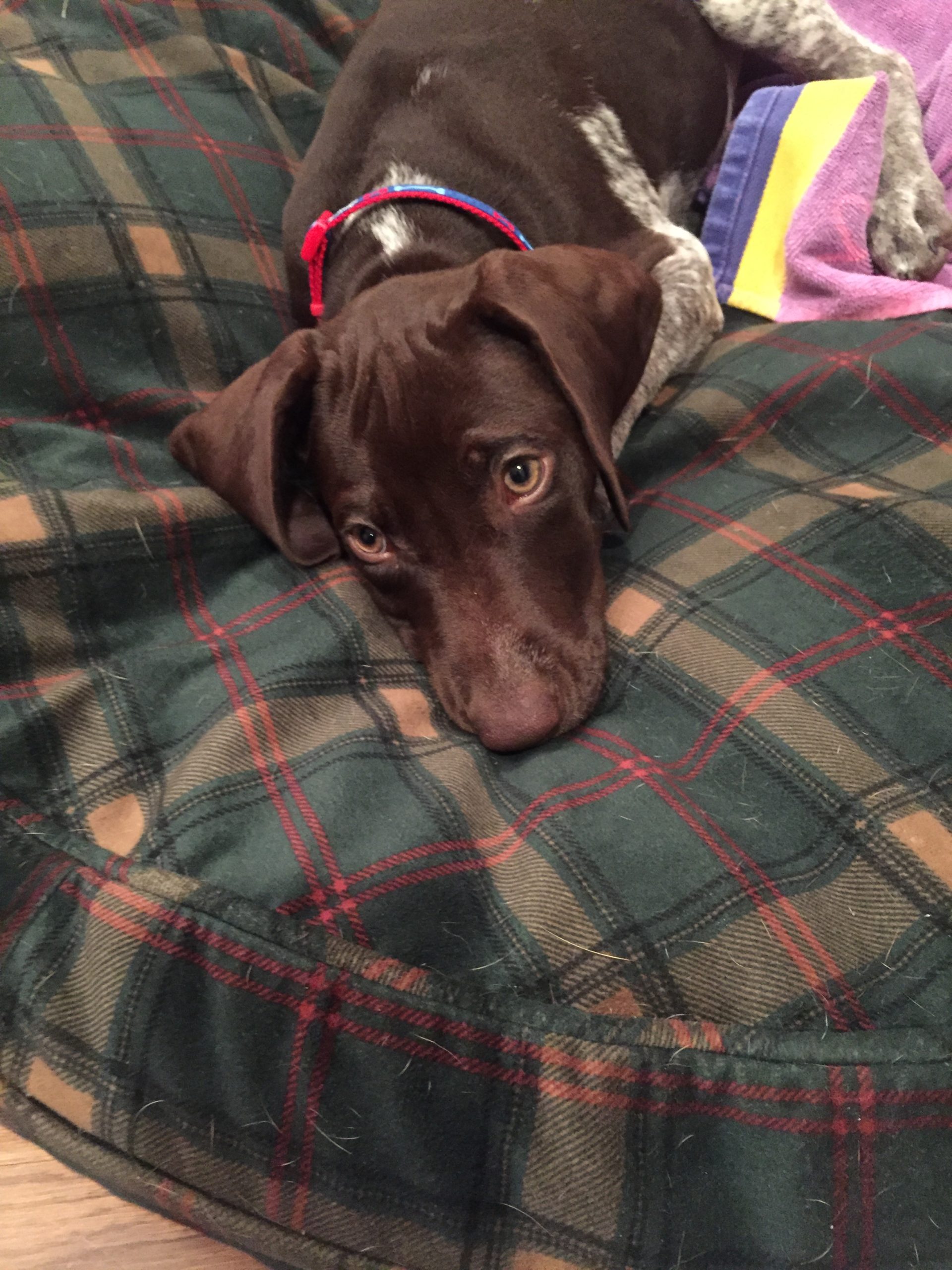 Willett Orvis Cover Dog Willett Orvis Cover Dog