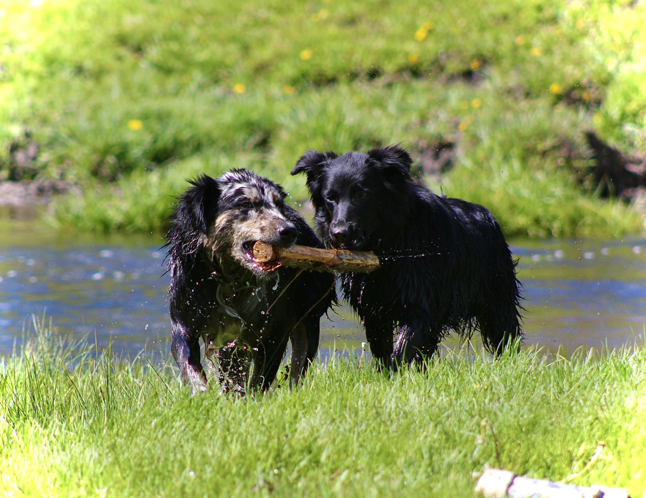 Shooter and Sooki - Orvis Cover Dog