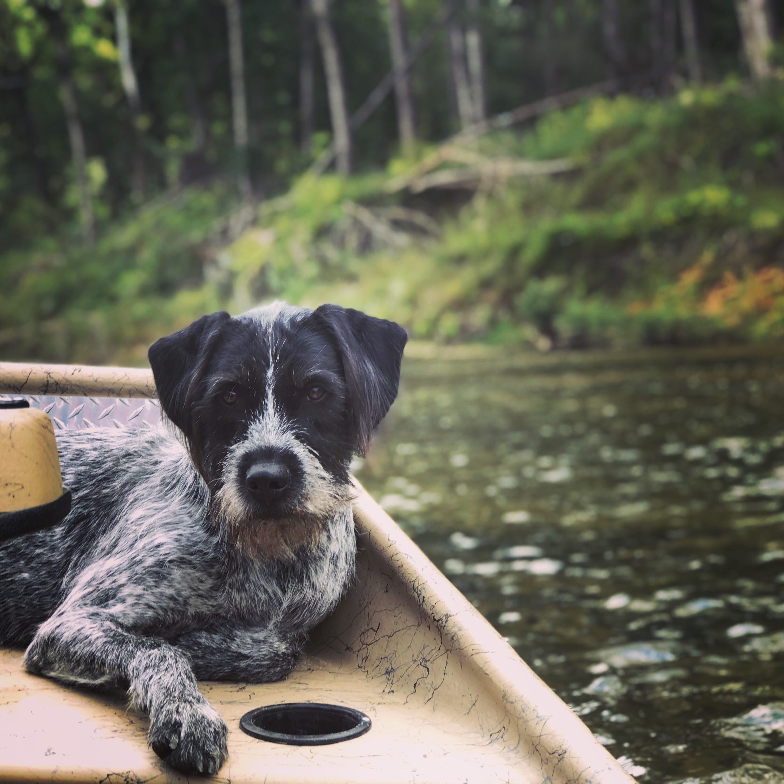 Wesson - Orvis Cover Dog