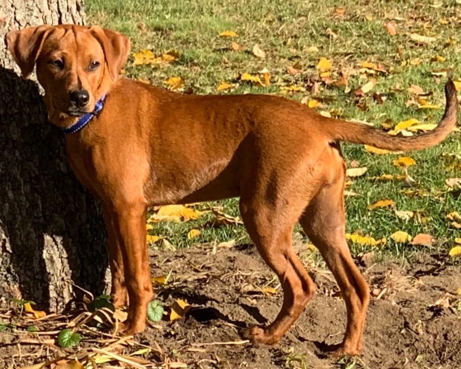 Freeda - Orvis Cover Dog