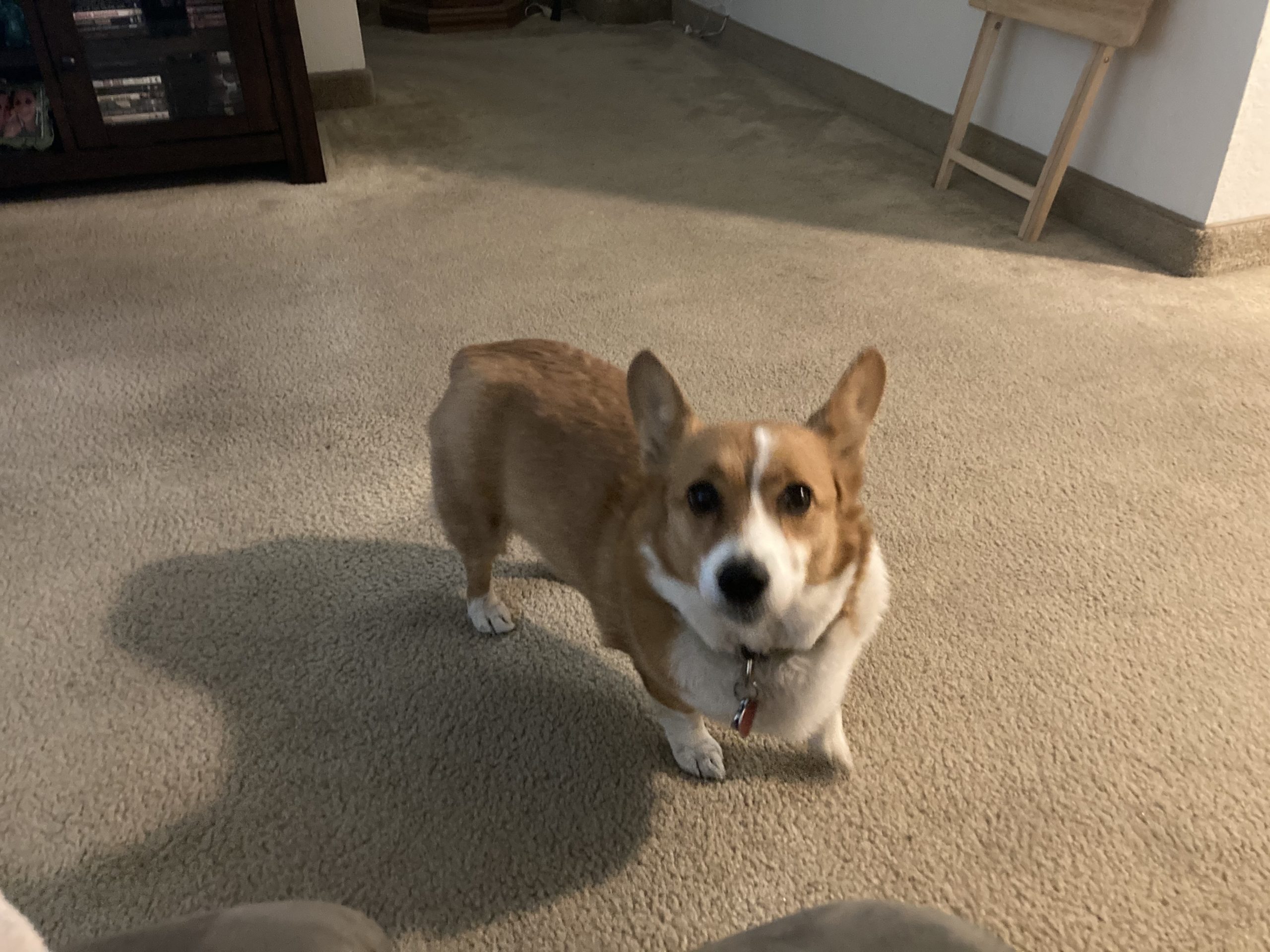 Emily - Orvis Cover Dog