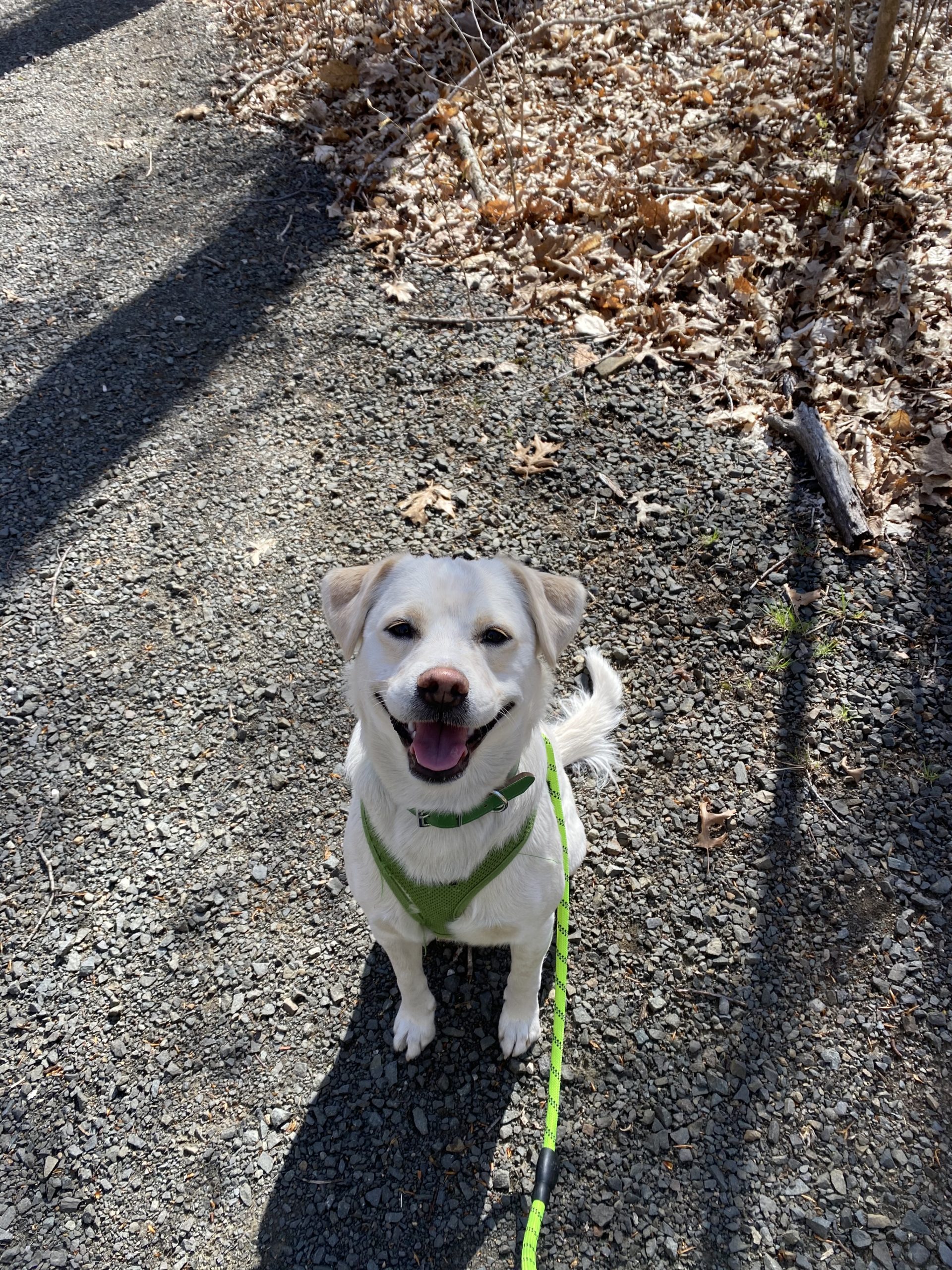 Howie - Orvis Cover Dog