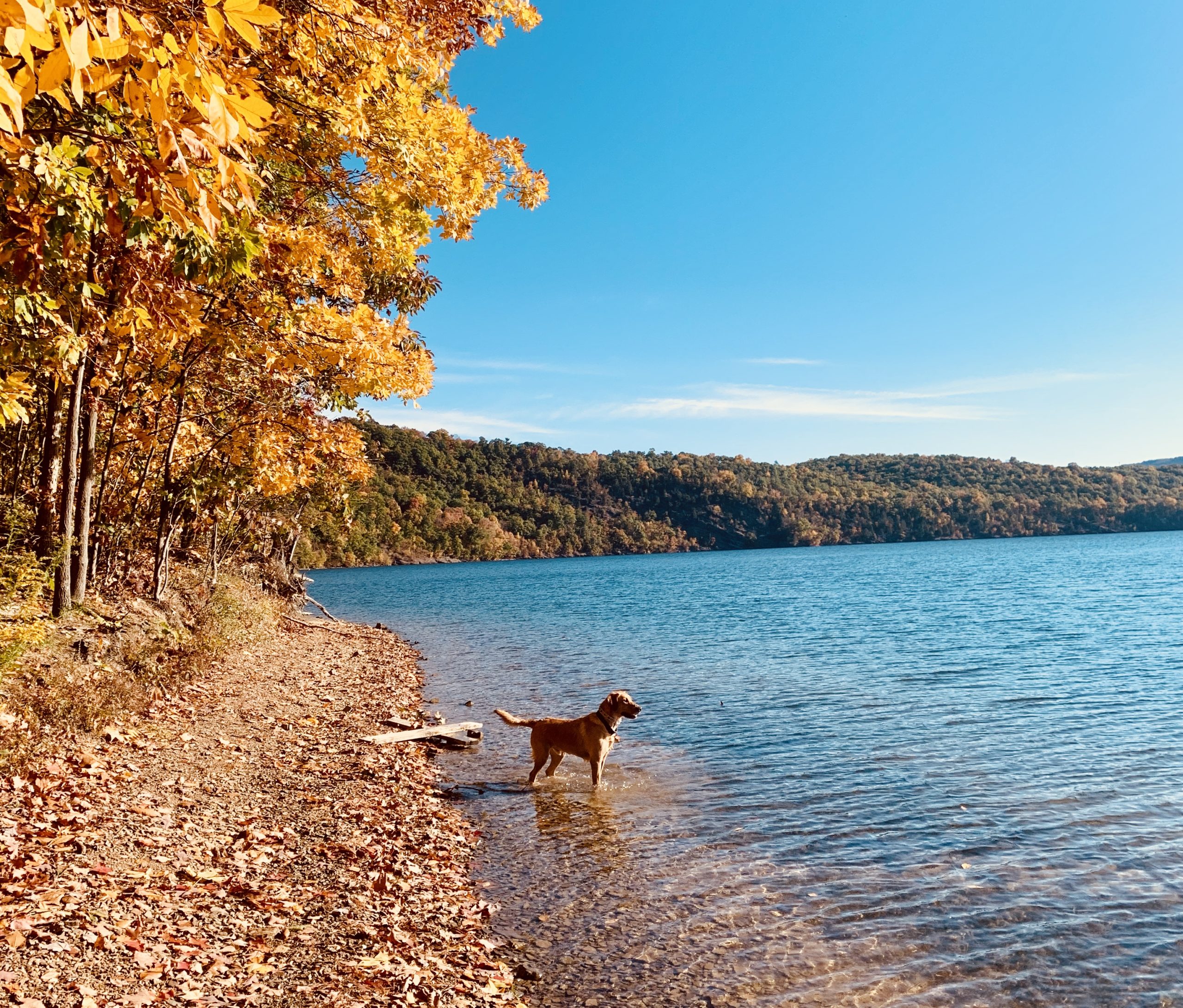 Rogan - Orvis Cover Dog