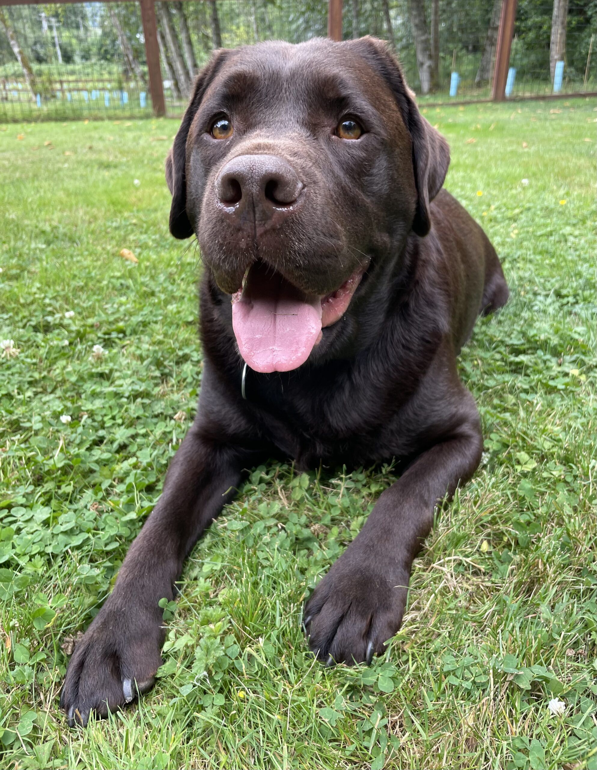 Moose - Orvis Cover Dog