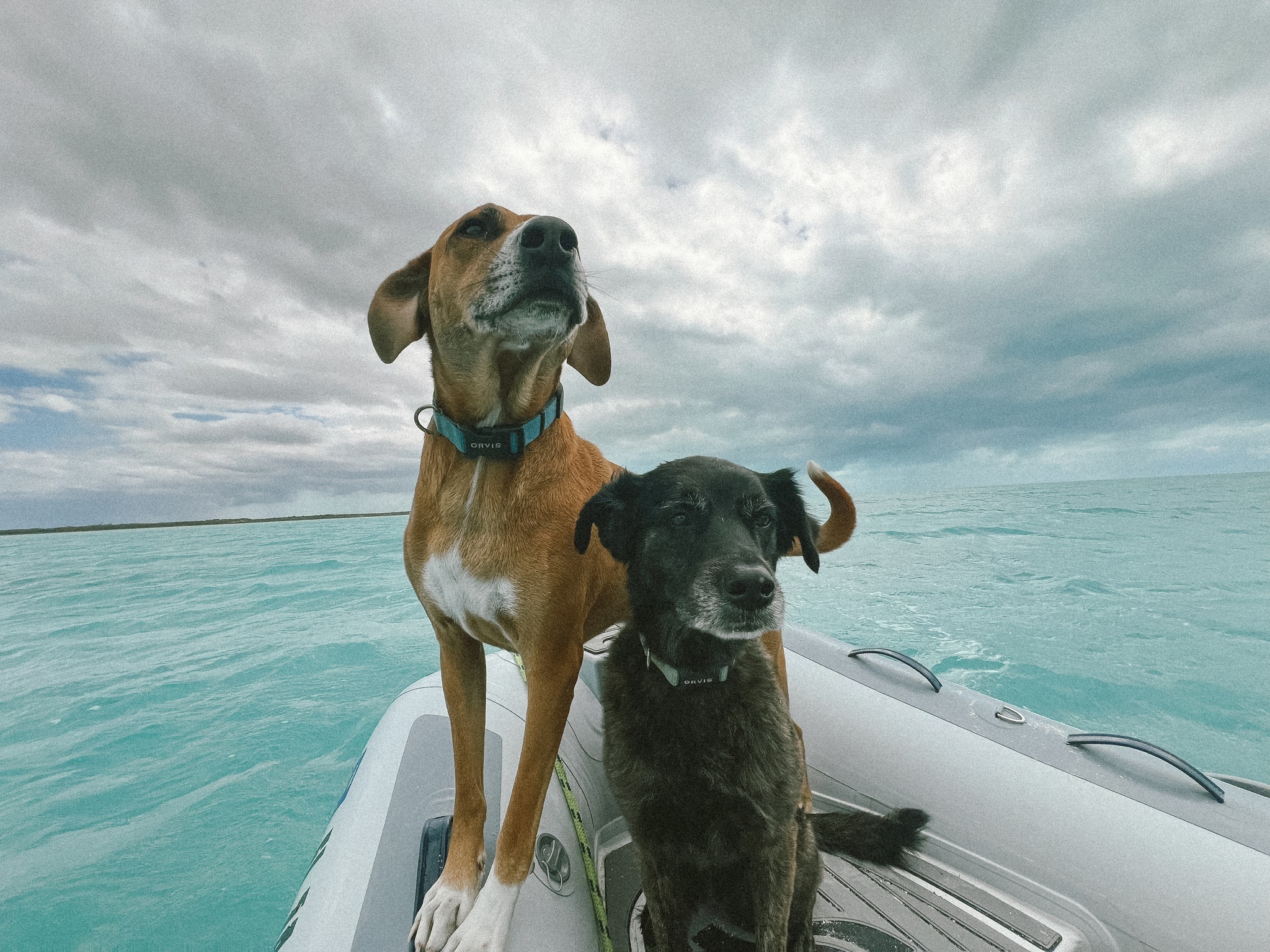 Dawson and Rackham - Orvis Cover Dog